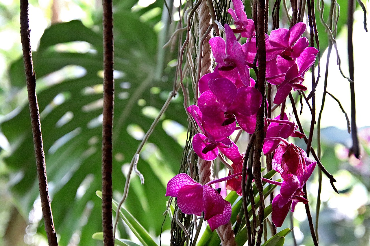 Guia para Cultivar Orquídeas Epífitas em Ambientes Domésticos